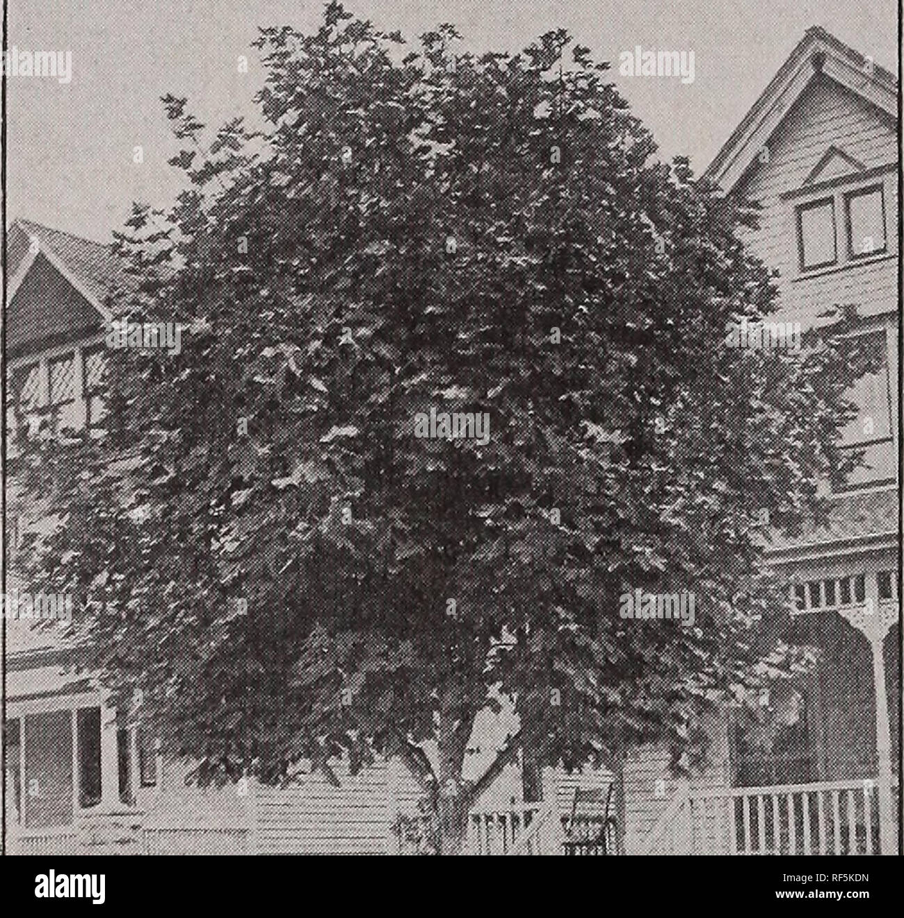 . Catalogue of fruit and ornamental trees, small fruits, shrubs, vines ...