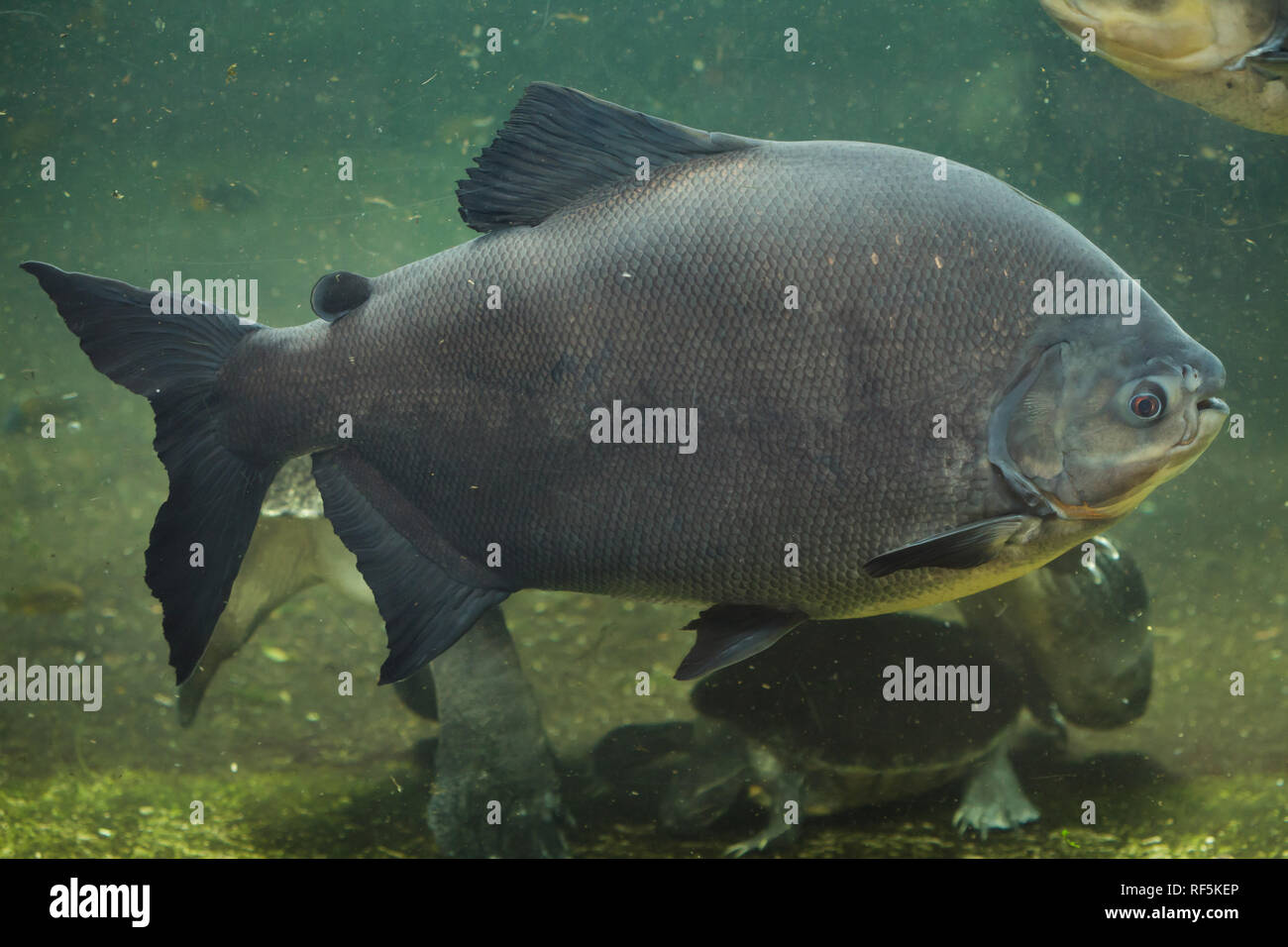 Tambaqui (Colossoma macropomum), also known as the giant pacu Stock ...