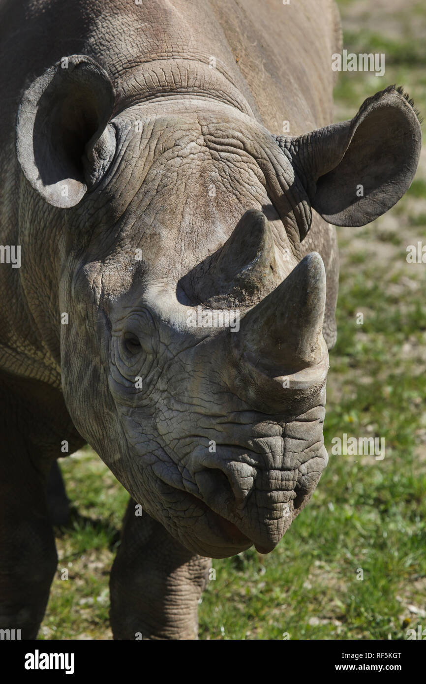 Black rhinoceros (Diceros bicornis). Wild life animal Stock Photo - Alamy