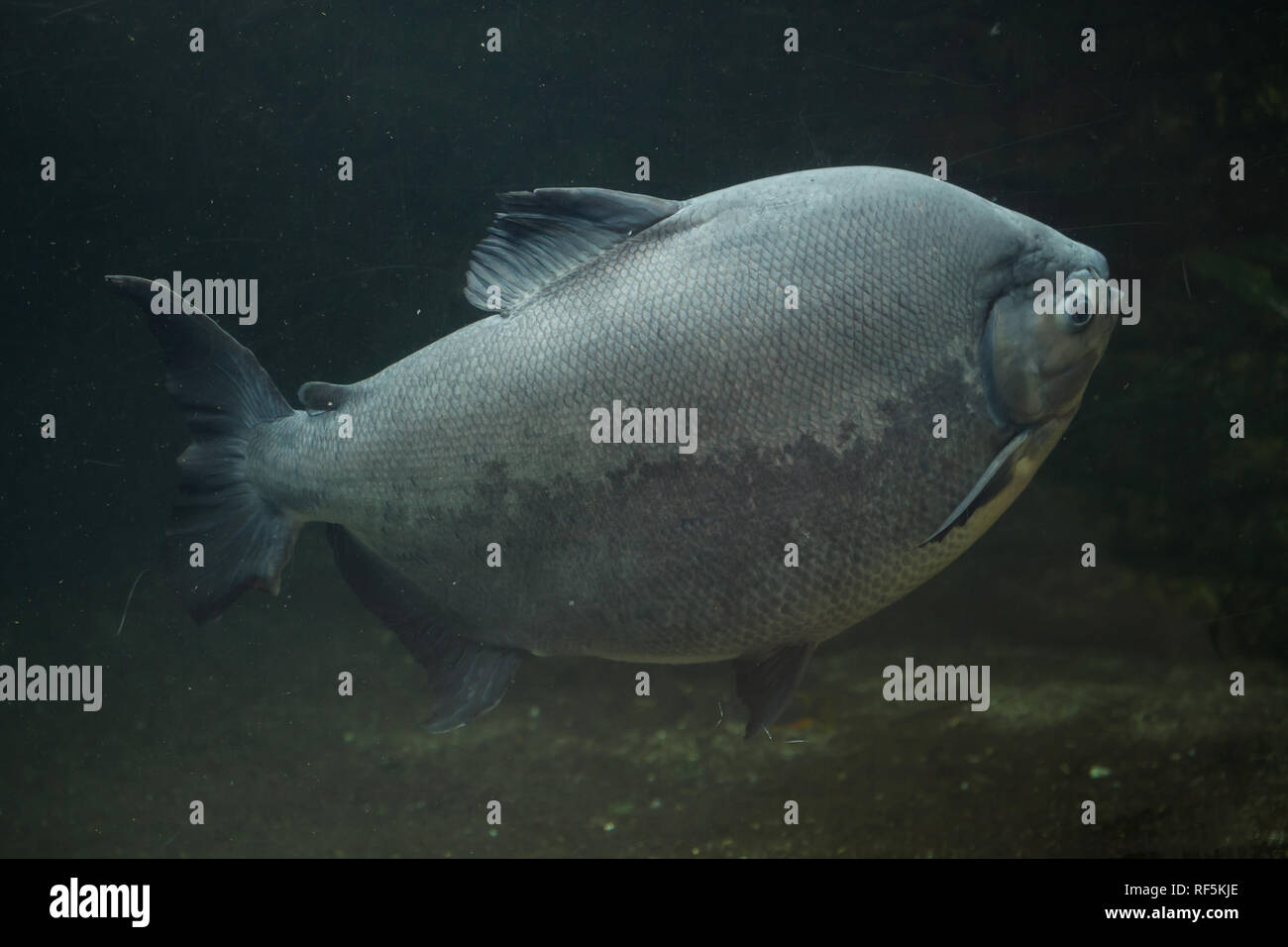 Tambaqui (Colossoma macropomum), also known as the giant pacu Stock ...