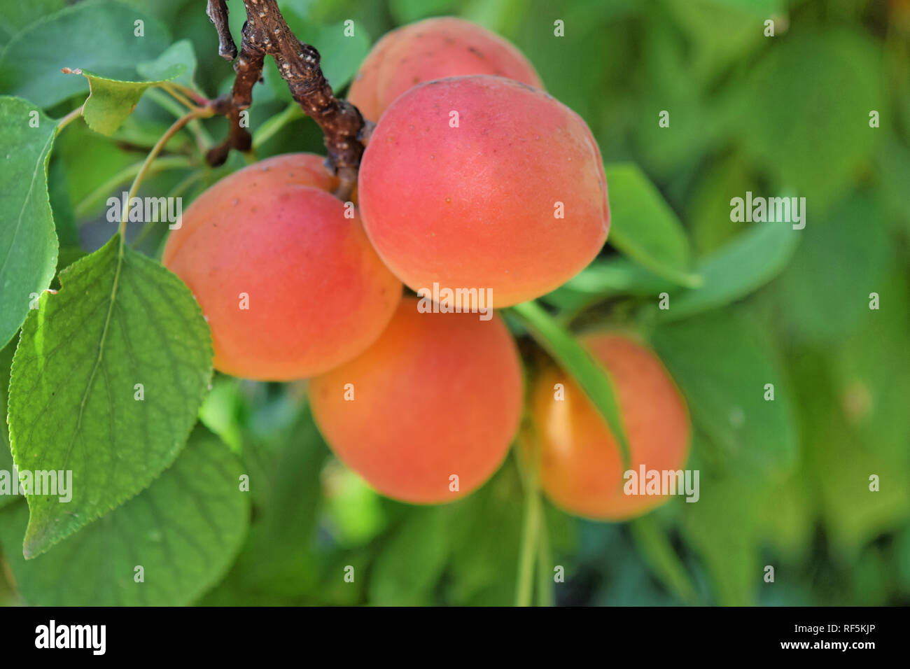 Apricot Tree Plantation High Resolution Stock Photography and Images ...