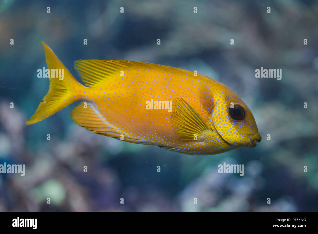 Blue-spotted spinefoot (Siganus corallinus), also known as the coral ...