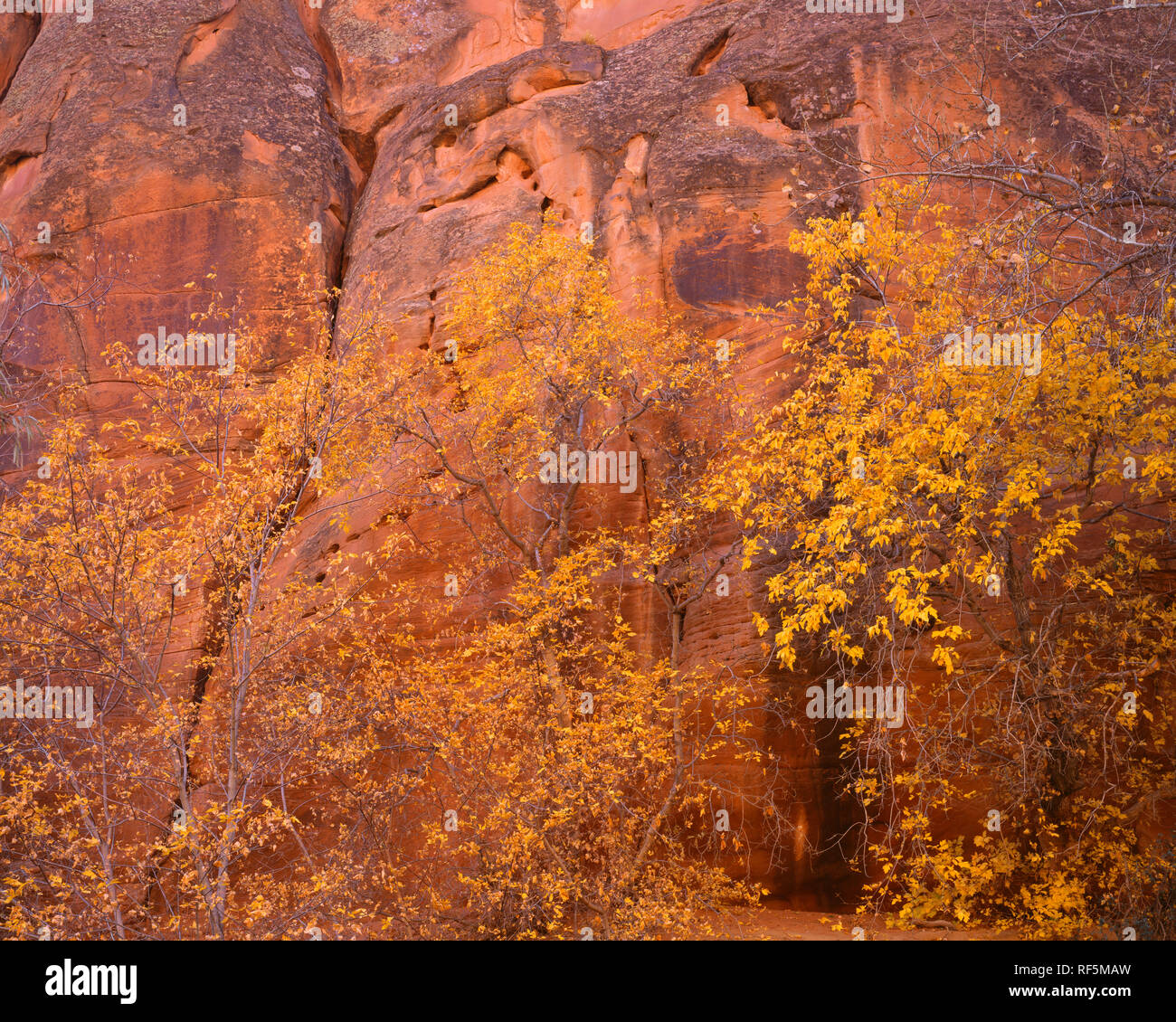 USA, Utah, Fall colored box elder and sandstone walls in Harris Wash ...