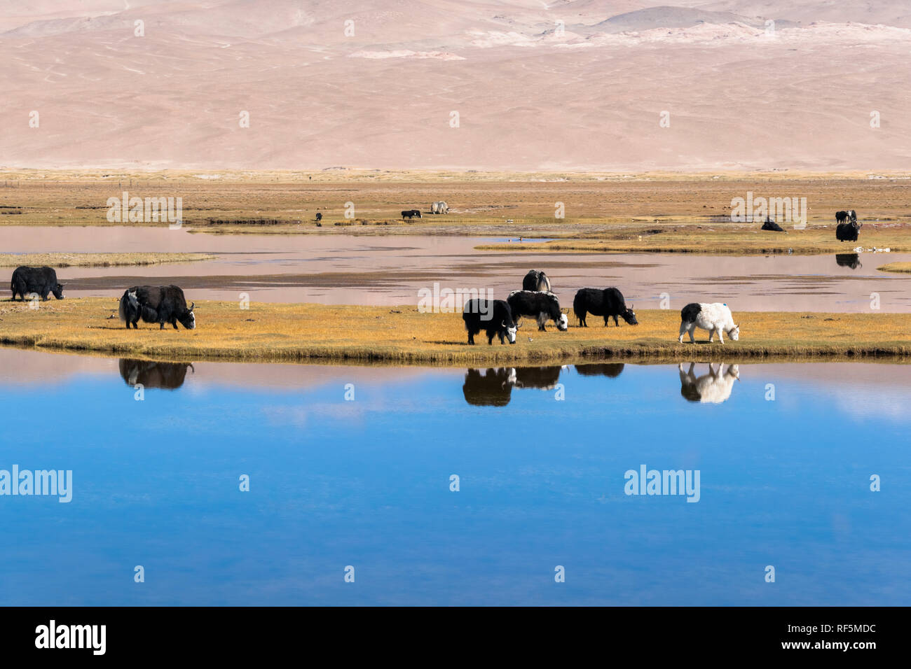 landscape, animal in tibet china Stock Photo - Alamy