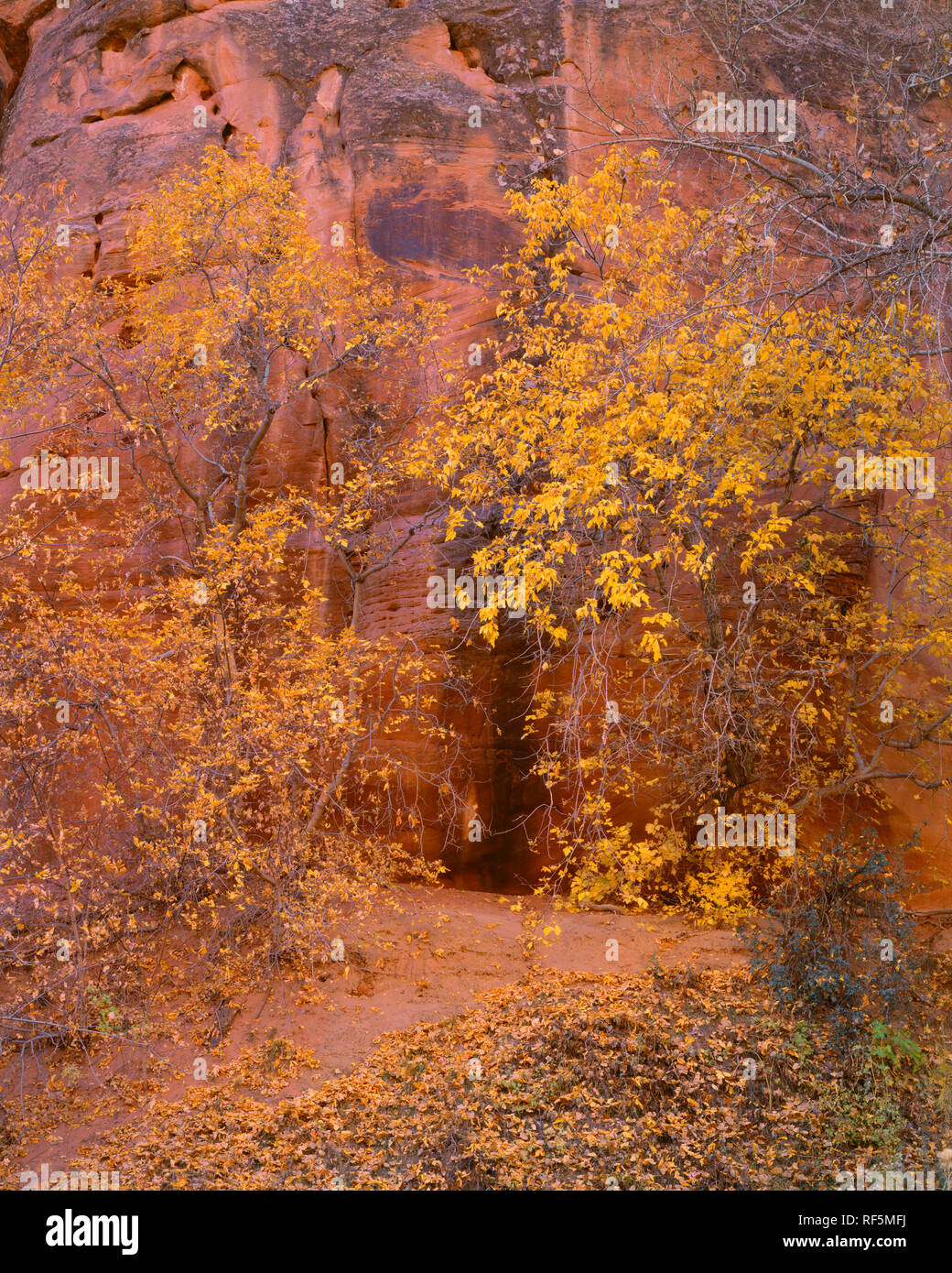 USA, Utah, Fall colored box elder and sandstone walls in Harris Wash ...