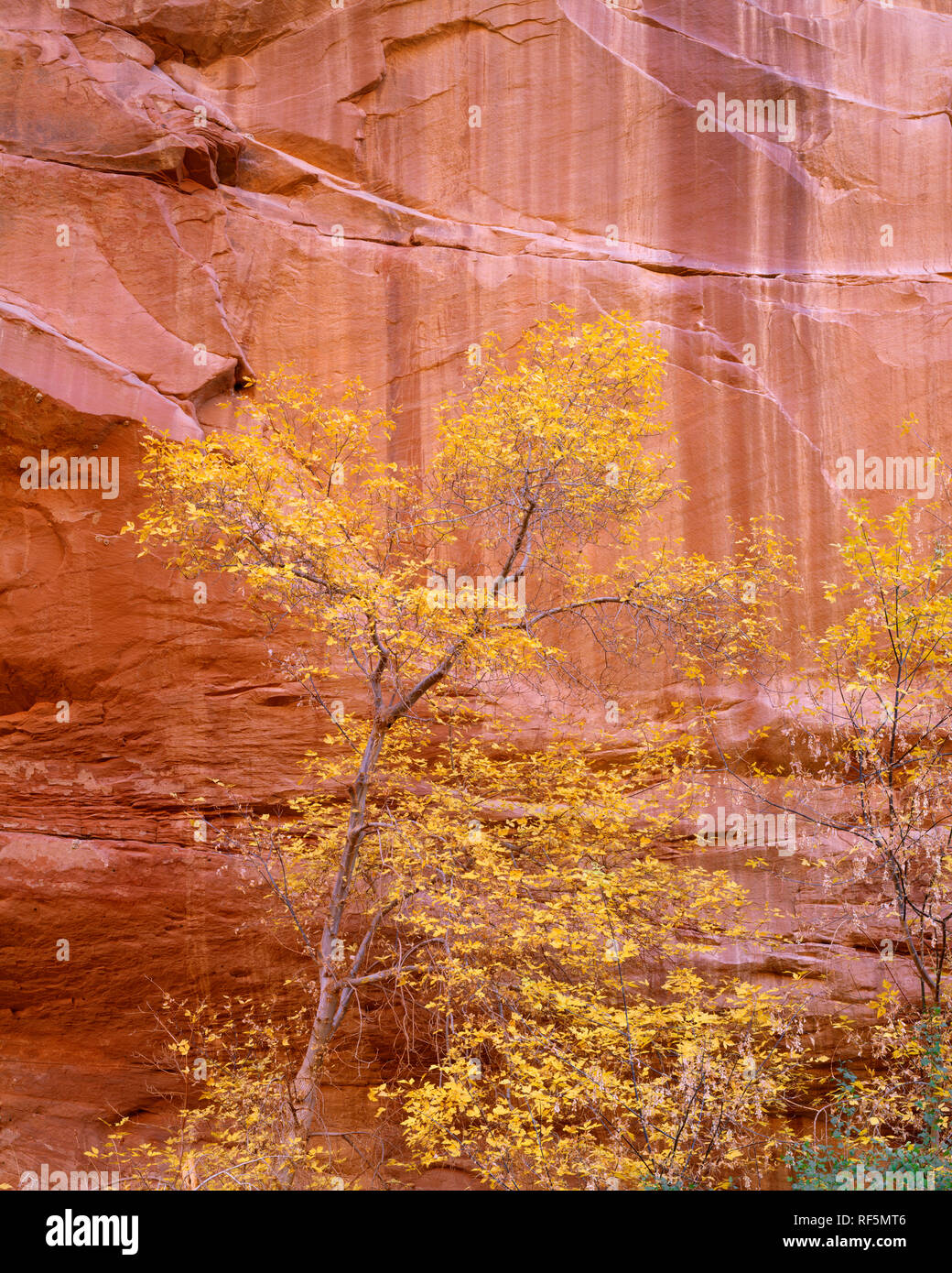USA, Utah, Fall colored box elder and sandstone walls in Harris Wash ...