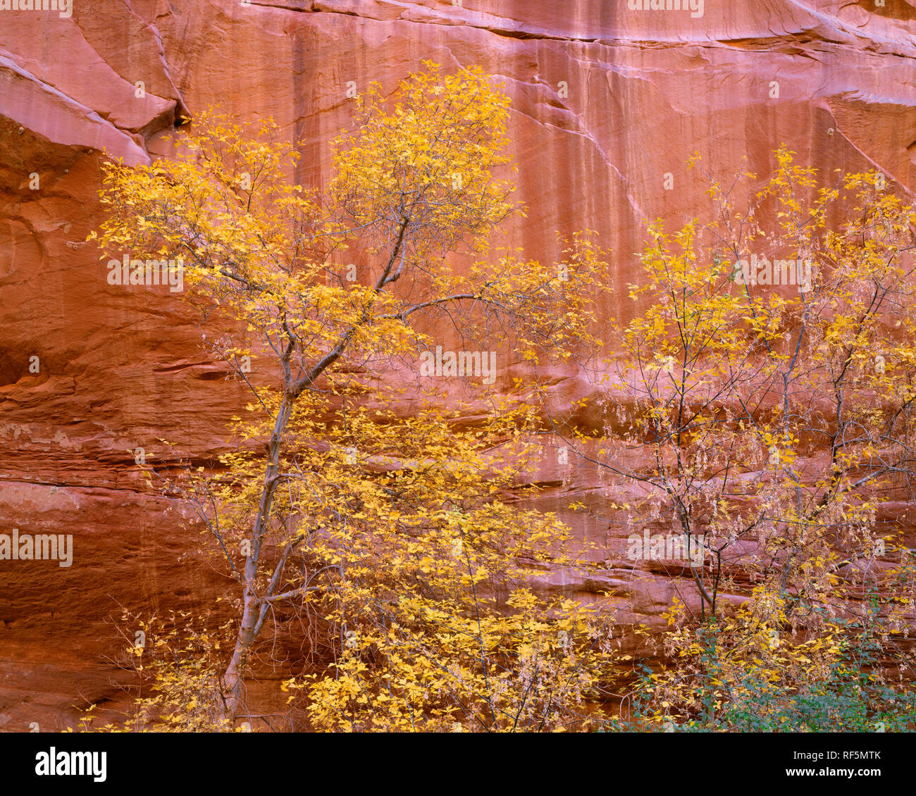 USA, Utah, Fall colored box elder and sandstone walls in Harris Wash ...
