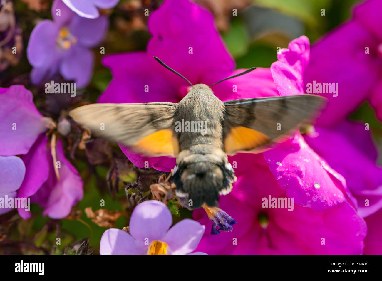 a dove tail in a floating flight on a blossom Stock Photo - Alamy