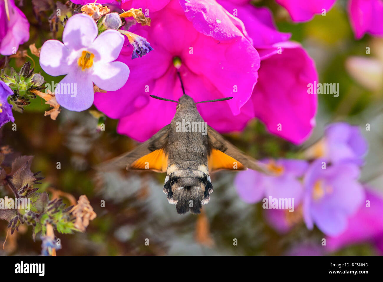 a dove tail in a floating flight on a blossom Stock Photo - Alamy