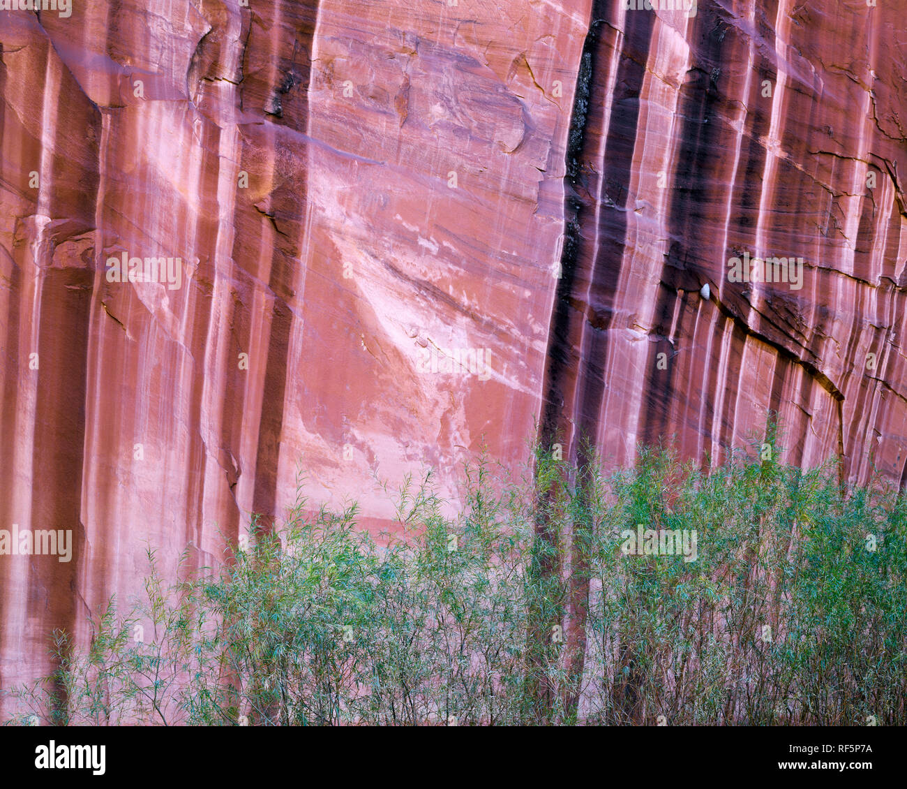 USA; Utah; Willows grow beneath mineral streaked sandstone walls in ...