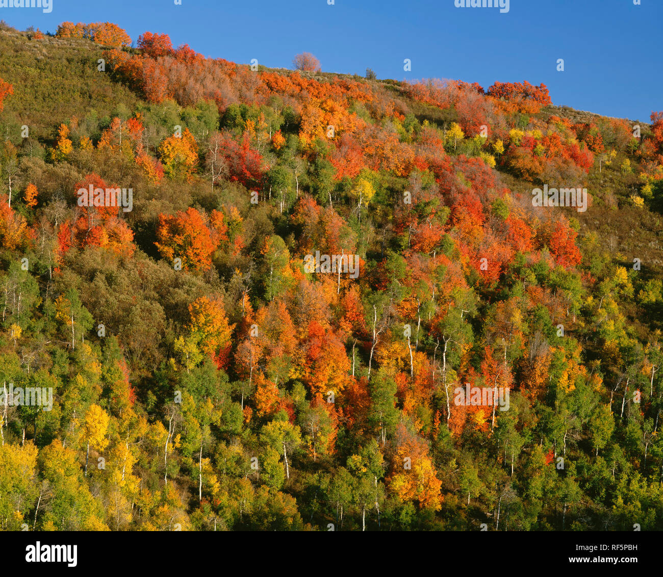 Wasatch cache national forest hi-res stock photography and images - Alamy