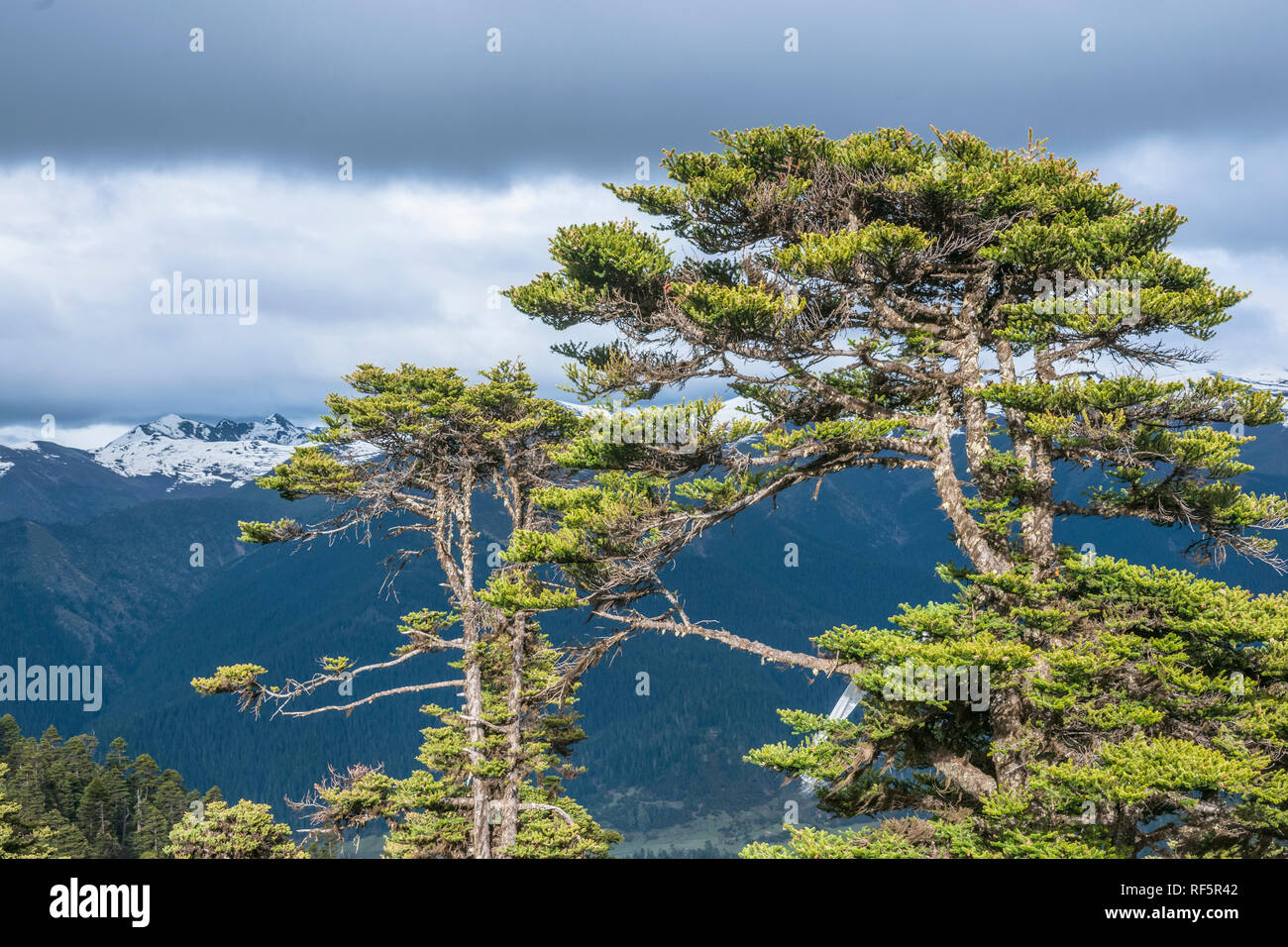 pine tree, tranquil landscape in tibet china Stock Photo - Alamy