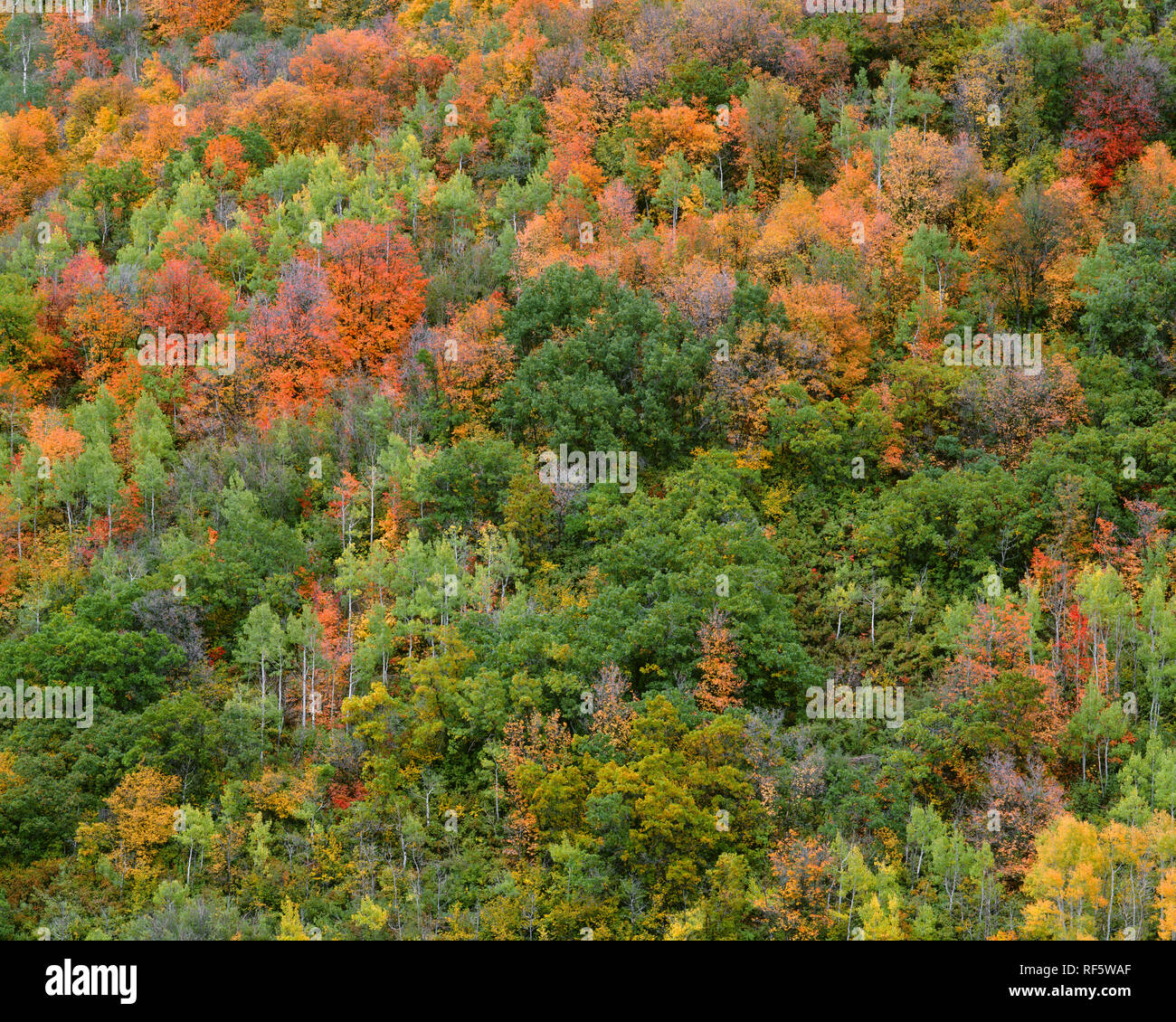 Uinta wasatch cache national forest hi-res stock photography and images ...