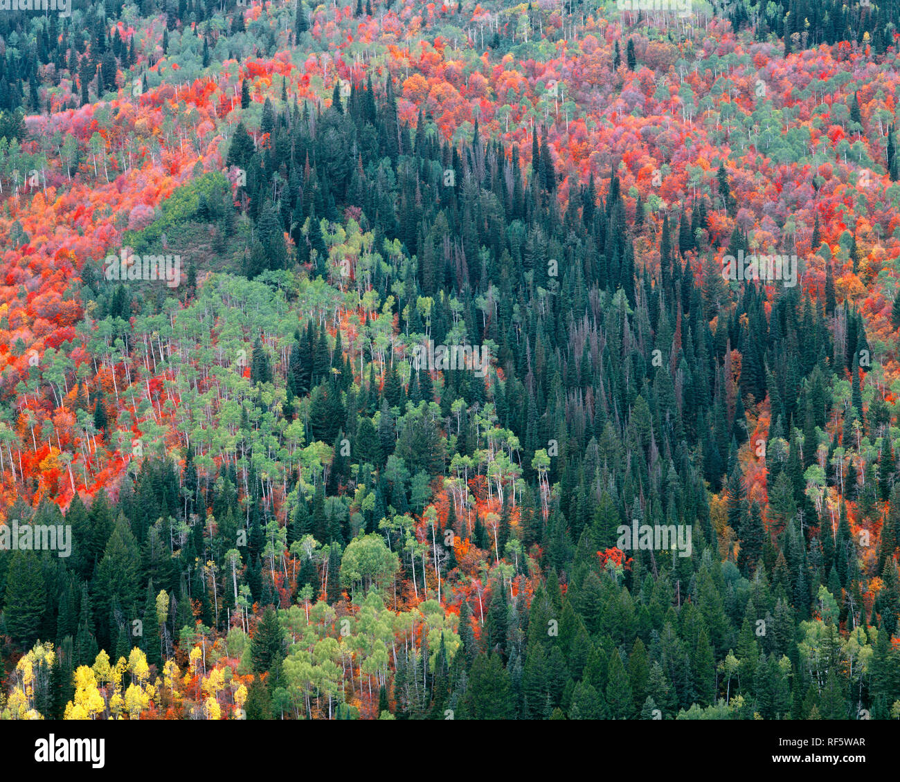 Wasatch cache national forest scenic hi-res stock photography and ...