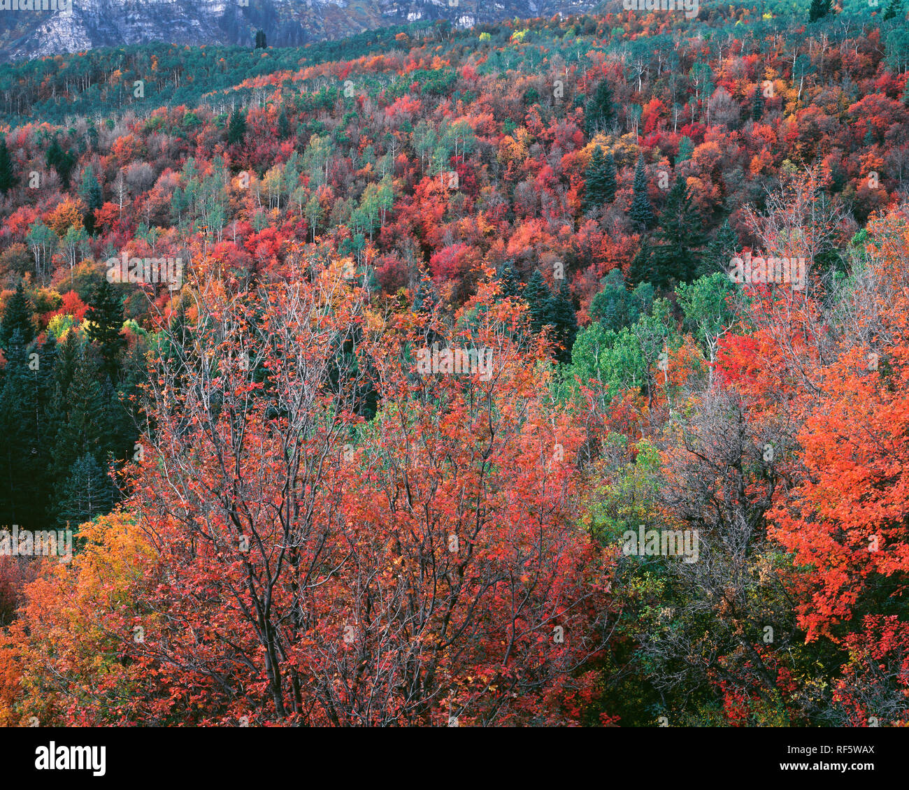 Wasatch cache national forest scenic hi-res stock photography and ...