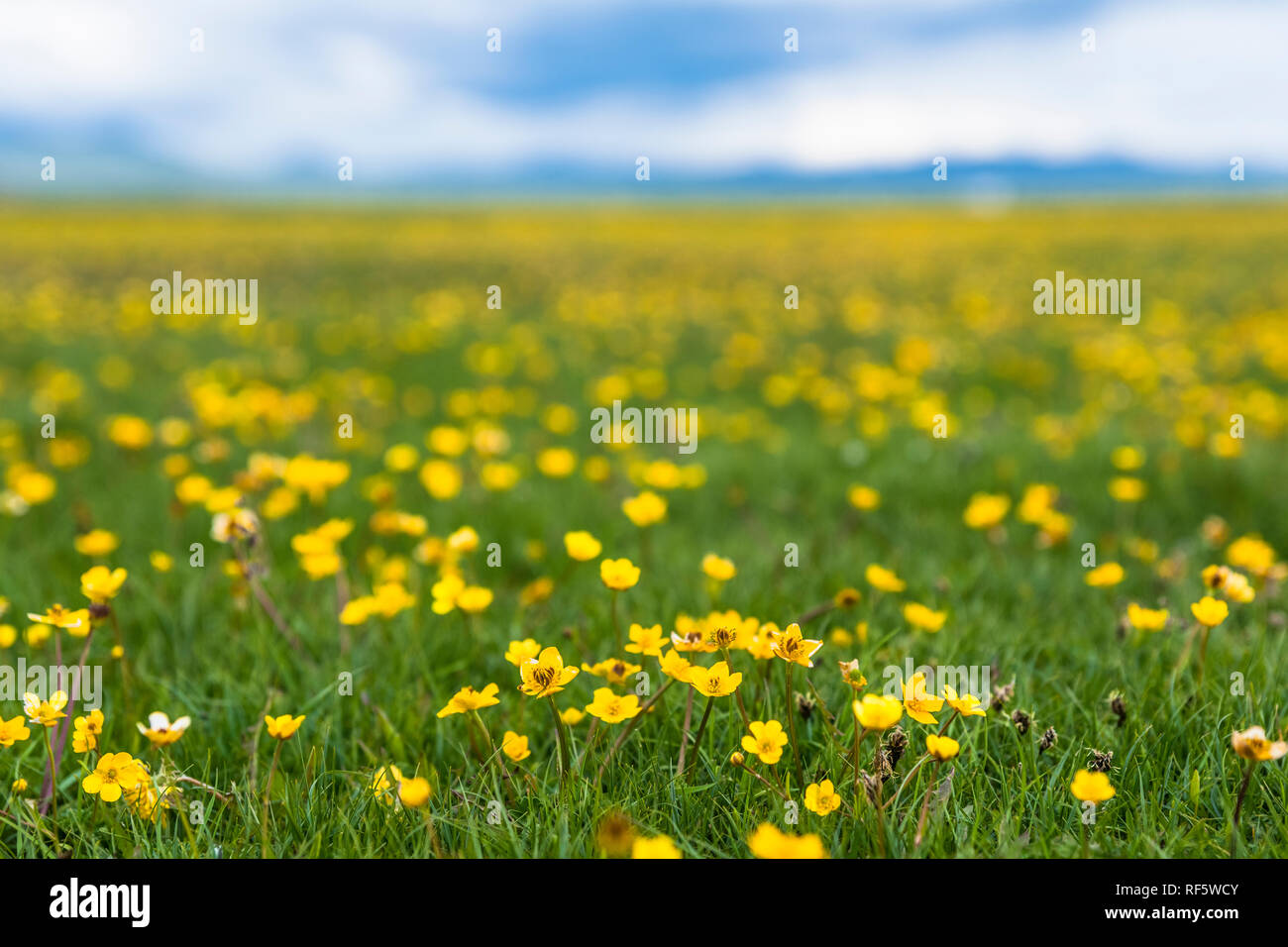 wild flower in spring, tibet china Stock Photo - Alamy