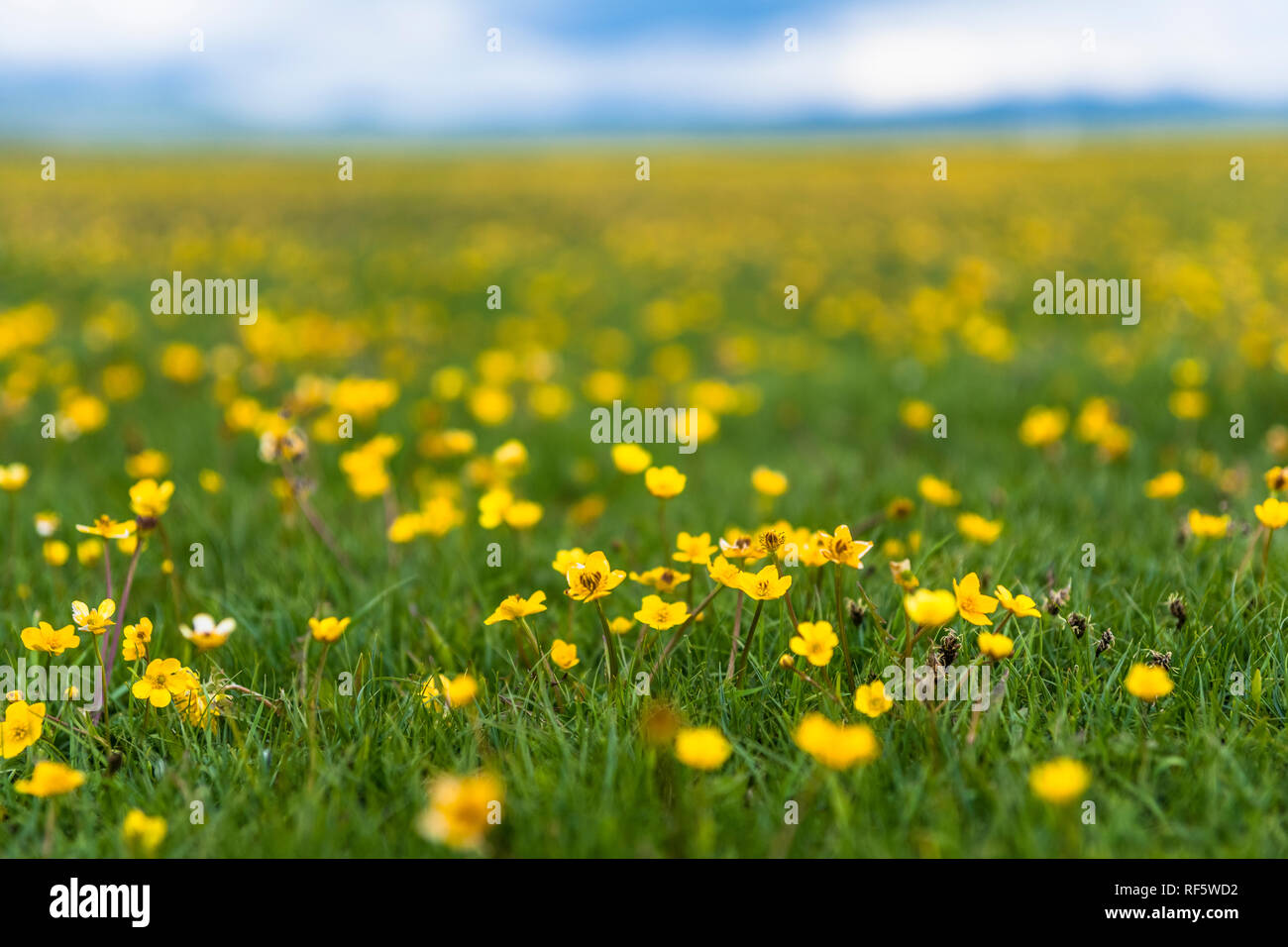 wild flower in spring, tibet china Stock Photo - Alamy