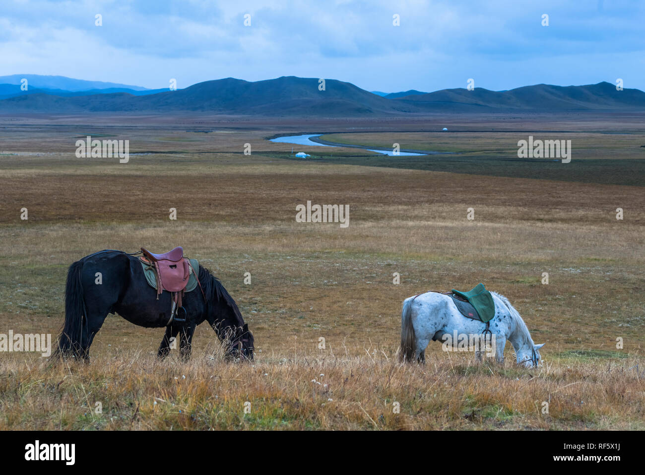landscape, animal in tibet china Stock Photo - Alamy