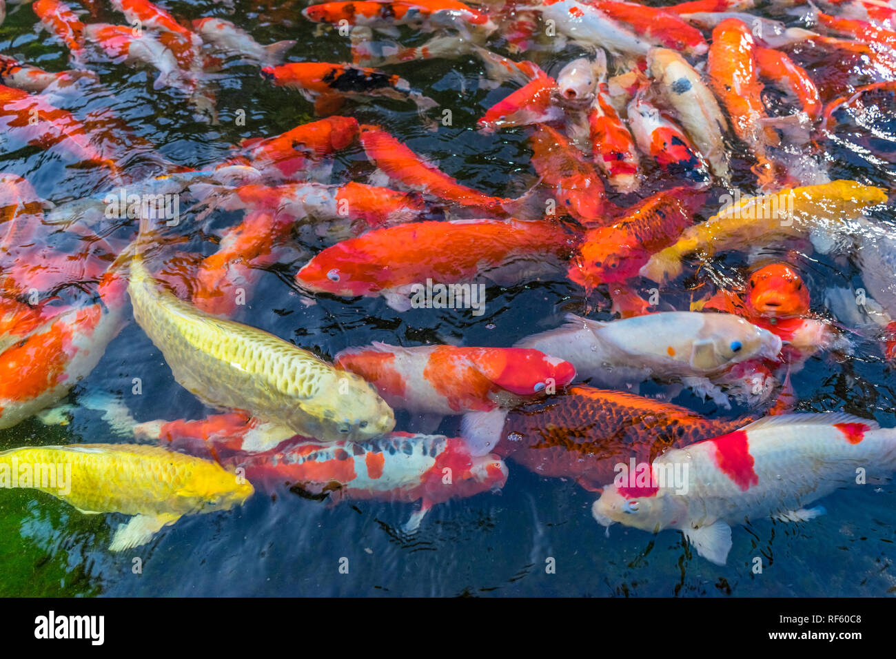 crowd fish of a garden at japanese Stock Photo - Alamy