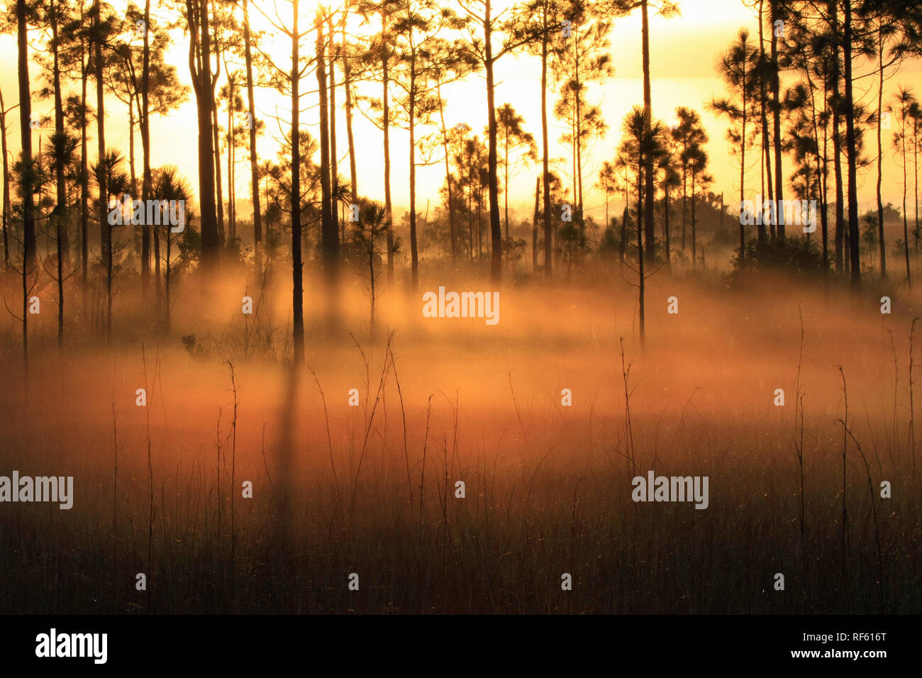 Everglades pine trees hi-res stock photography and images - Alamy