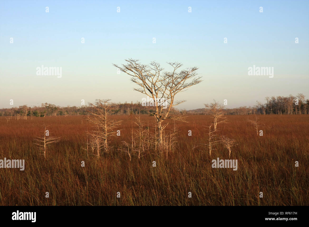 Dwarf Cypress Trees the sawgrass prairie of Everglades National Park ...