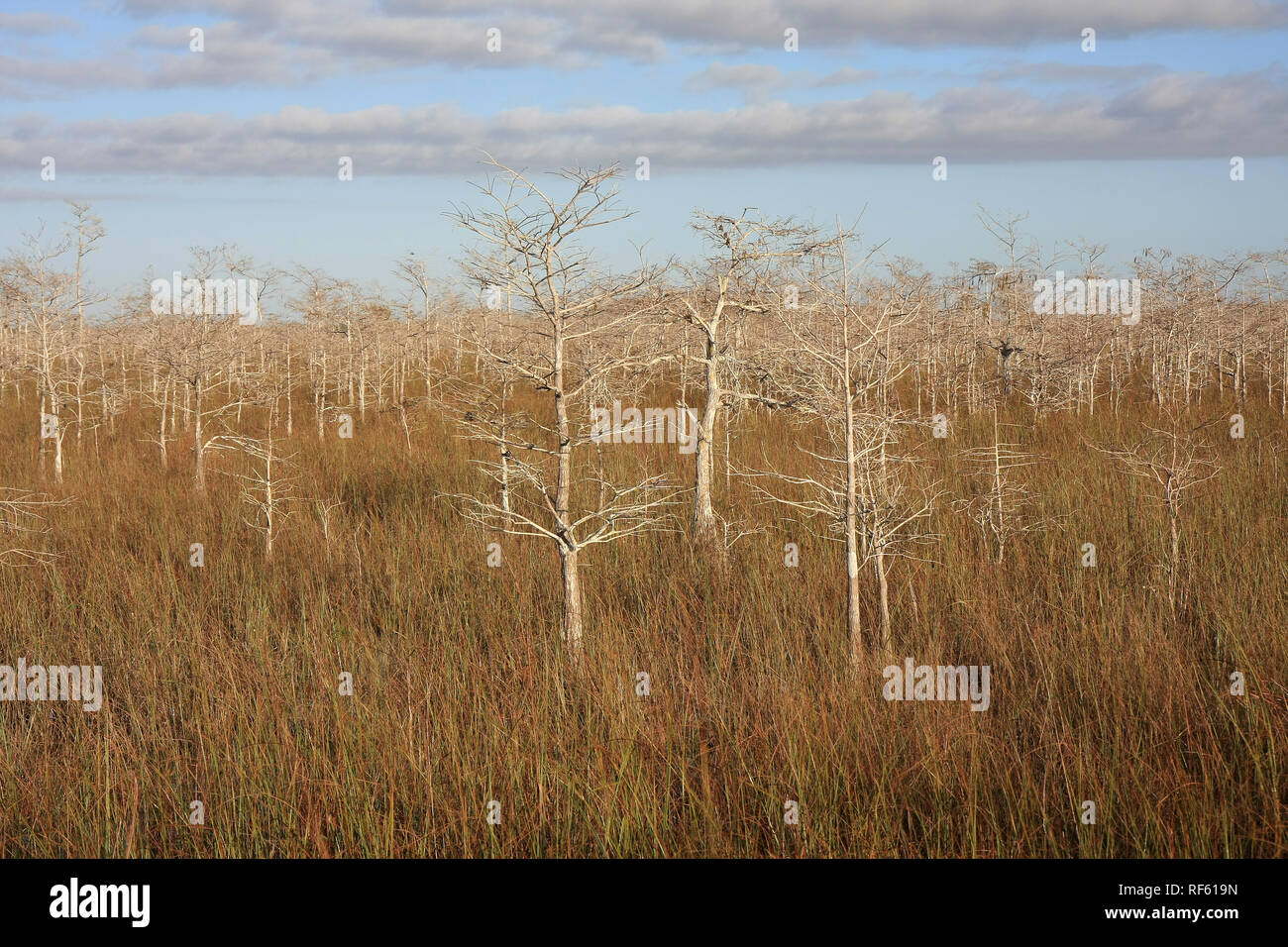 Dwarf Cypress Trees the sawgrass prairie of Everglades National Park ...
