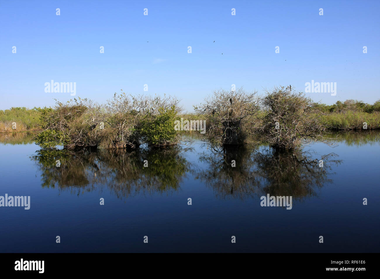 Pond Apple Trees in still water on the Anhinga Trail in Everglades ...