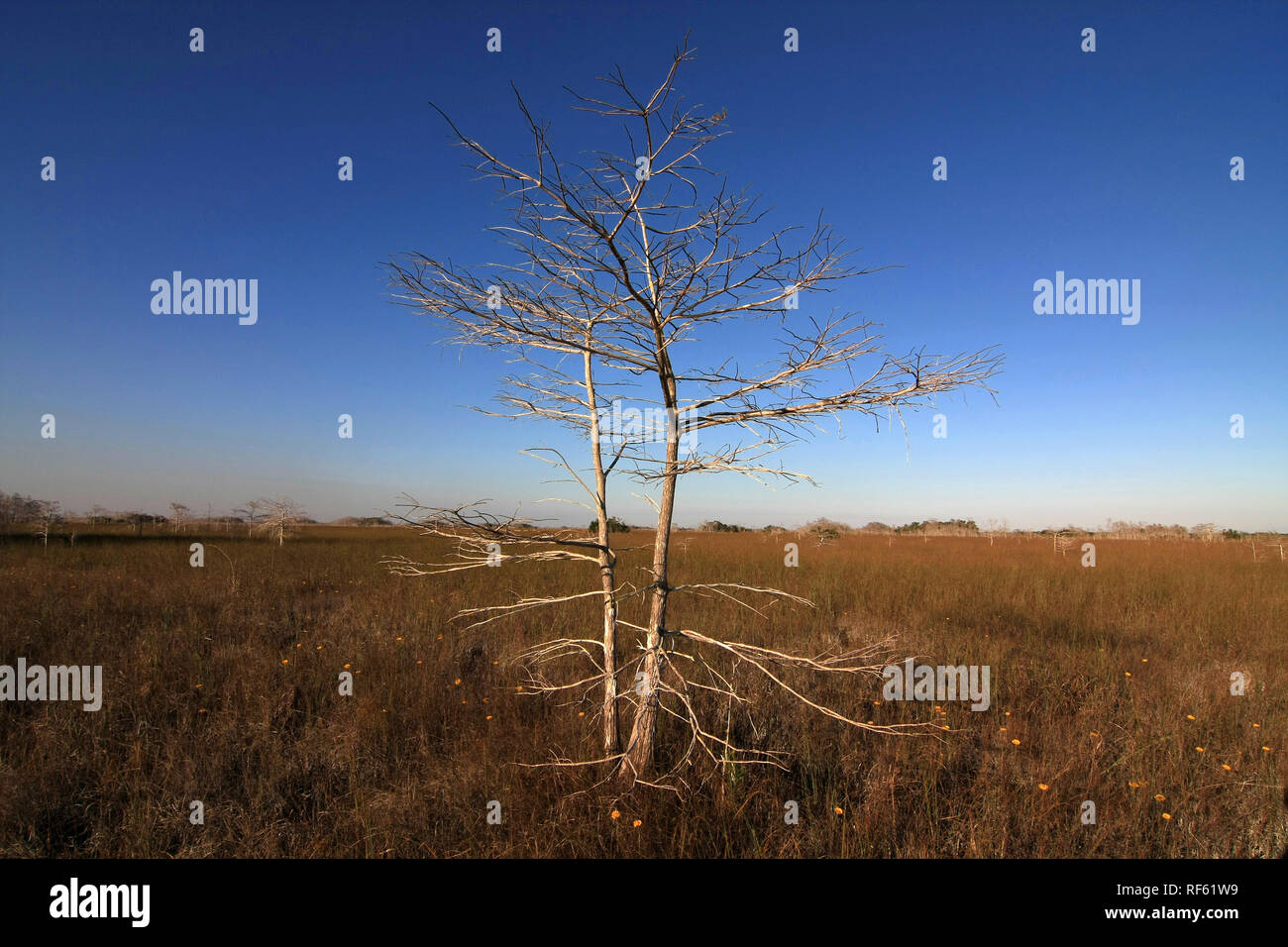 Dwarf Cypress Trees the sawgrass prairie of Everglades National Park ...