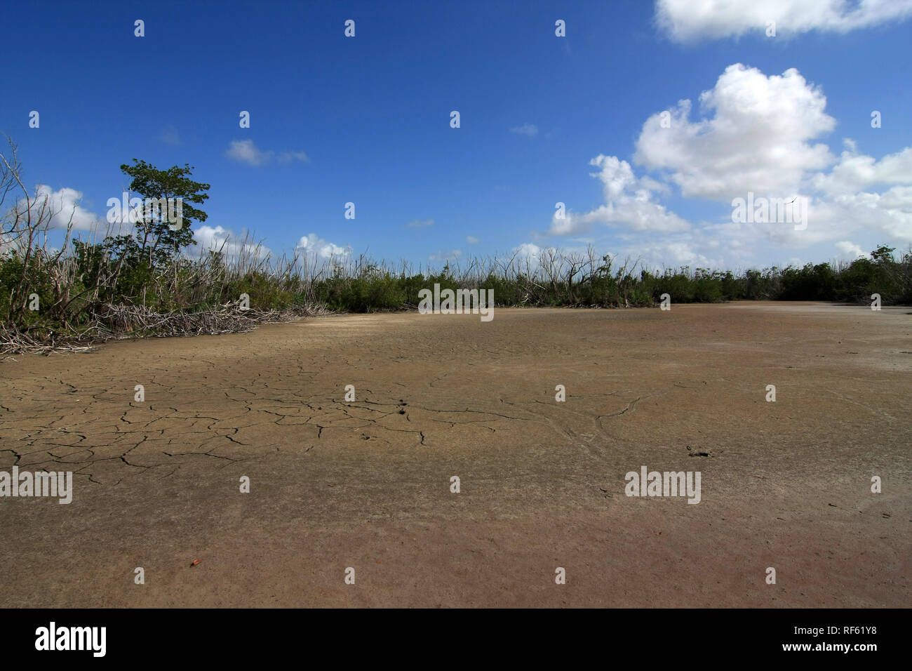 Pond drought hi-res stock photography and images - Alamy