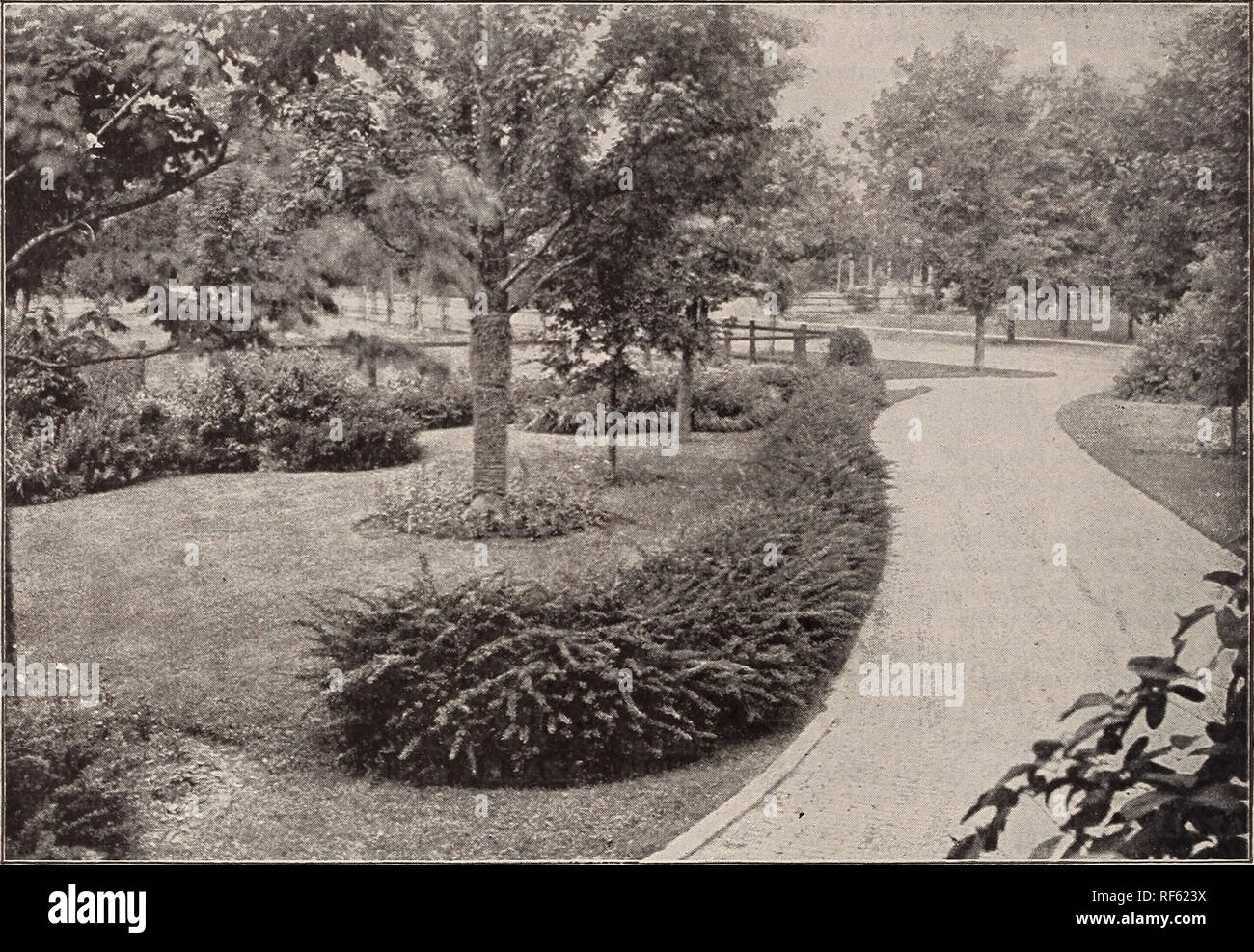 American barberry berberis canadensis hi-res stock photography and ...