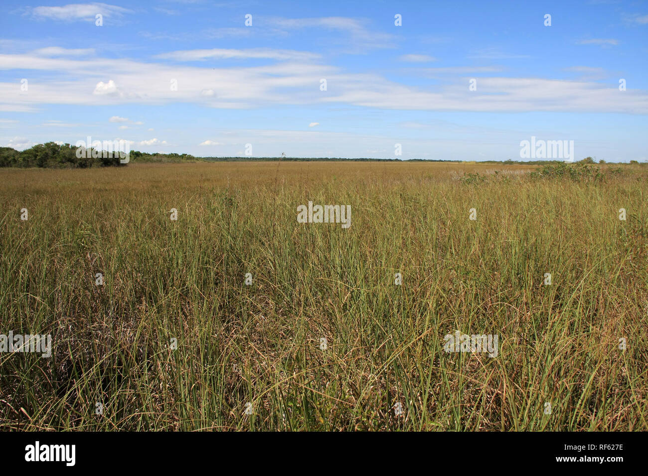 Sawgrass prairie hi-res stock photography and images - Alamy