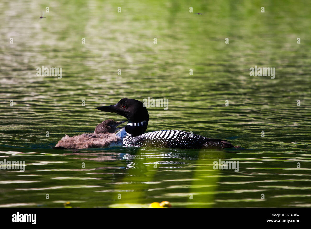 Common loon swimming hi-res stock photography and images - Alamy