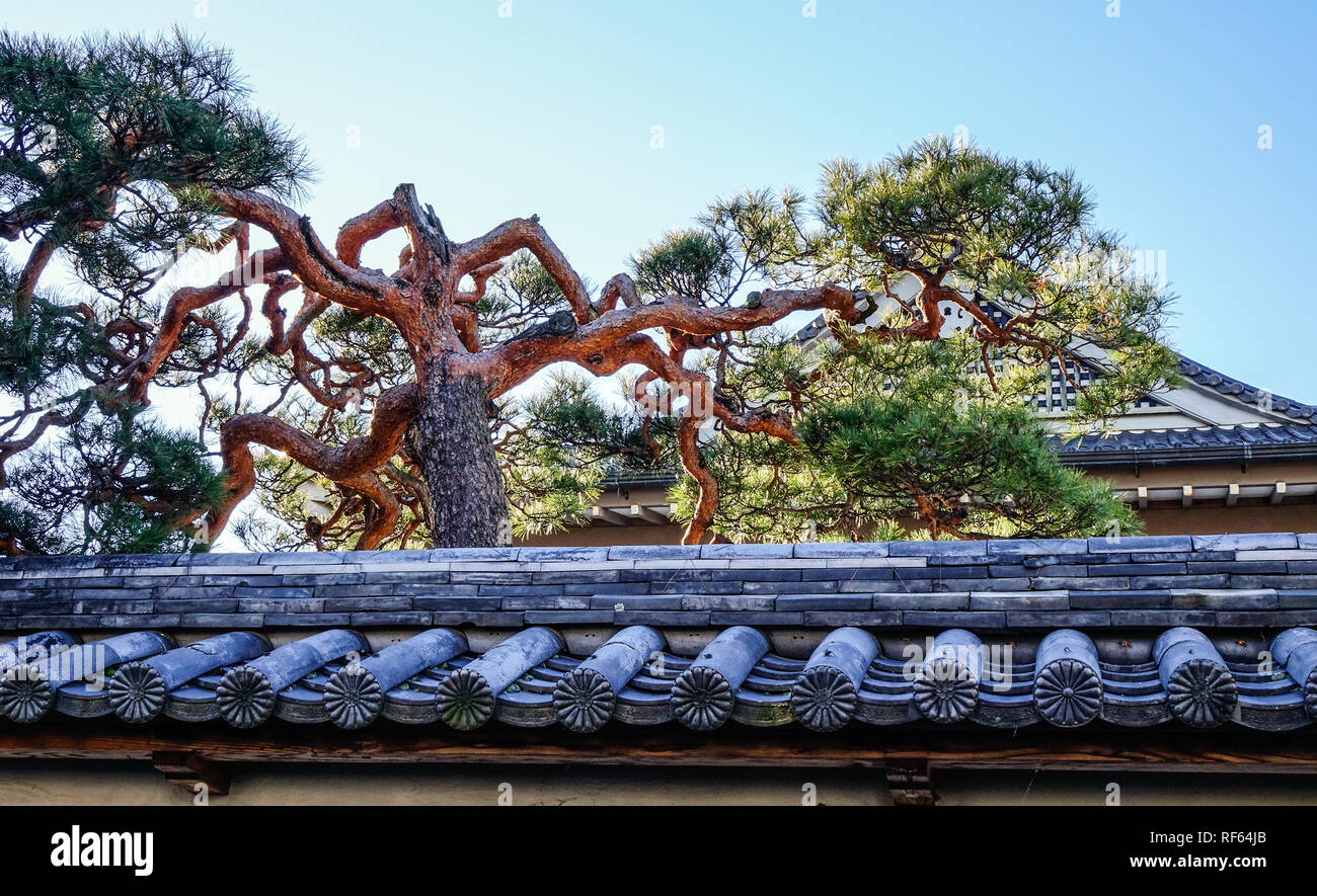 Ancient architeture of Shinto temple in Kyoto, Japan Stock Photo - Alamy