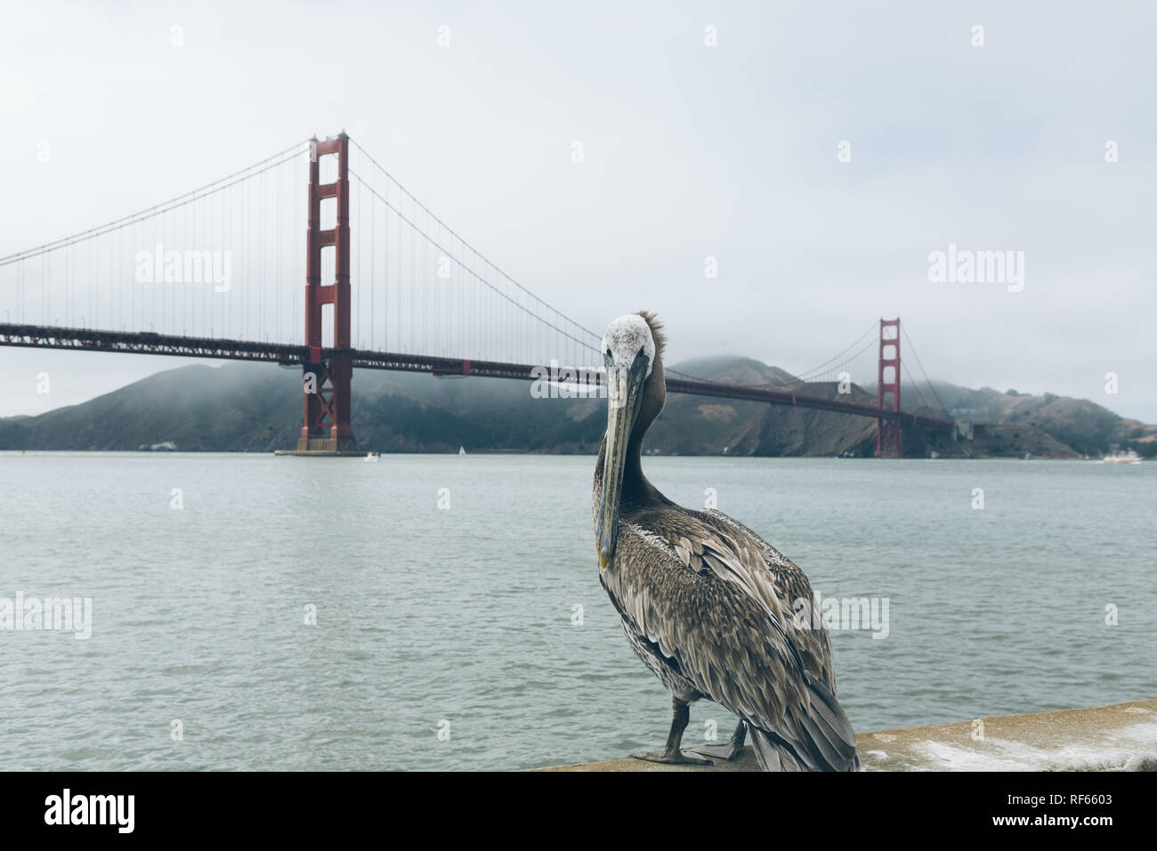 one pelican standing with golden gate bridge background, san francisco ...