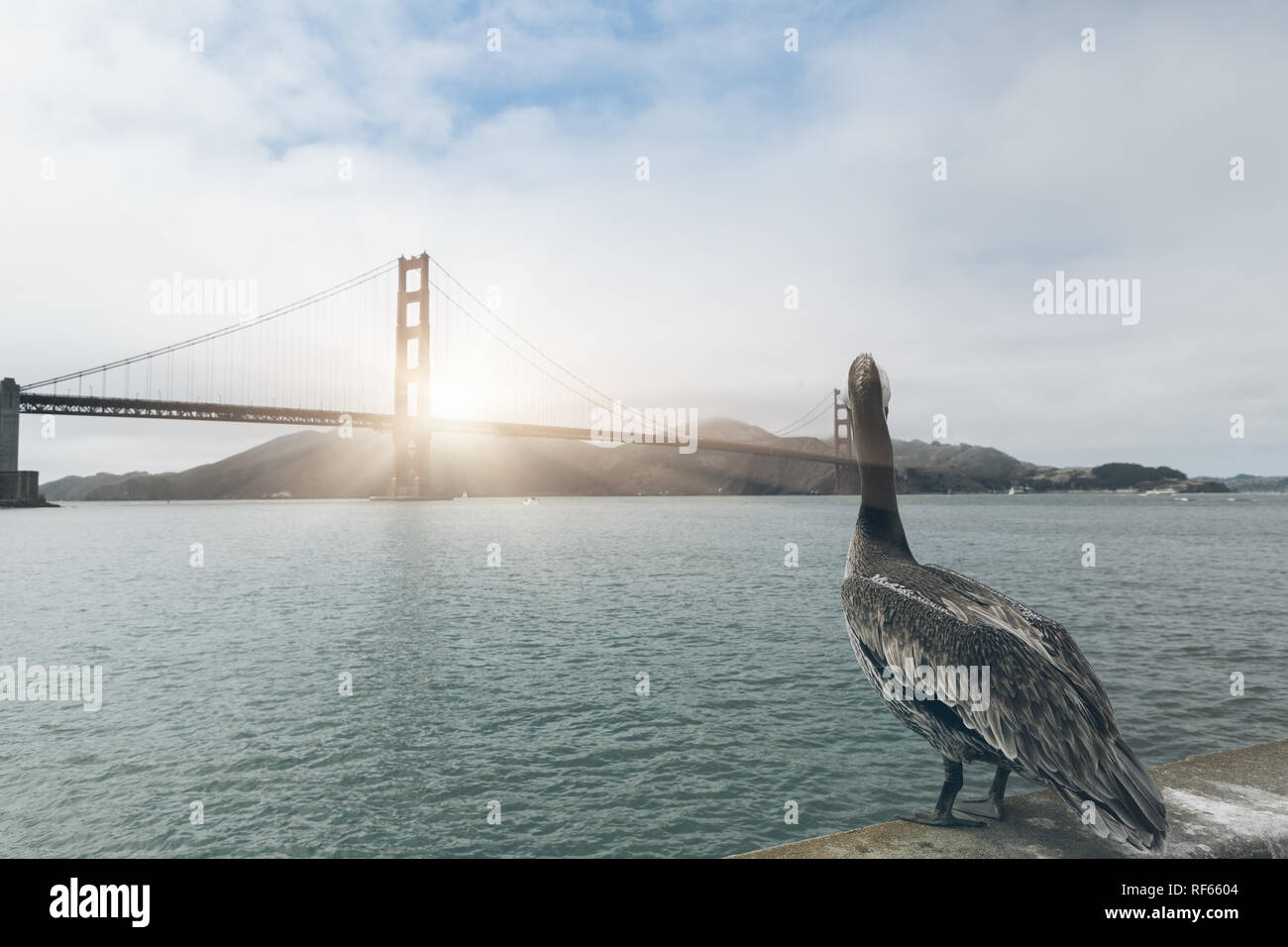 one pelican standing with golden gate bridge background, san francisco ...