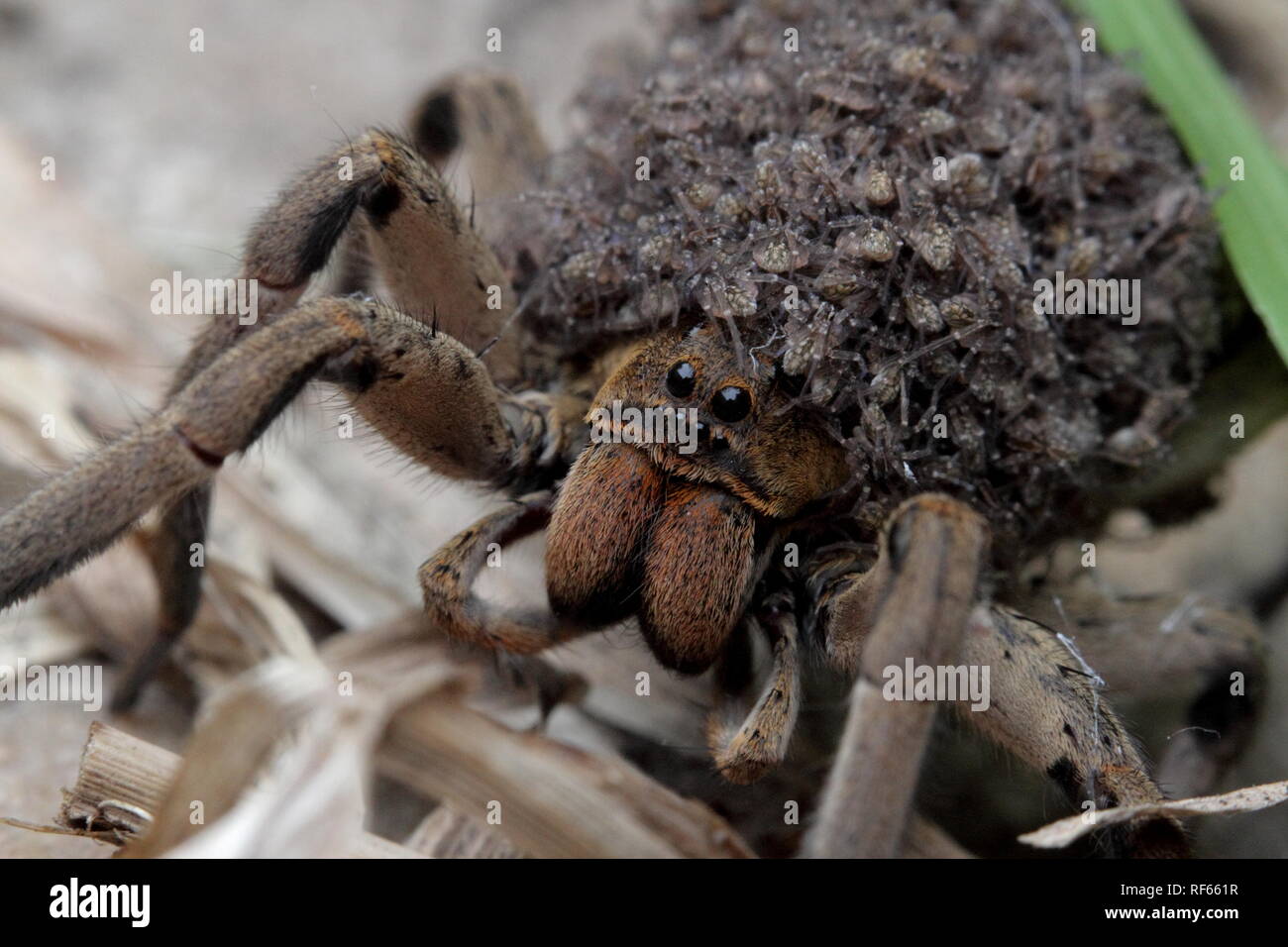 mother spider that carries spiders babies in her body Stock Photo - Alamy