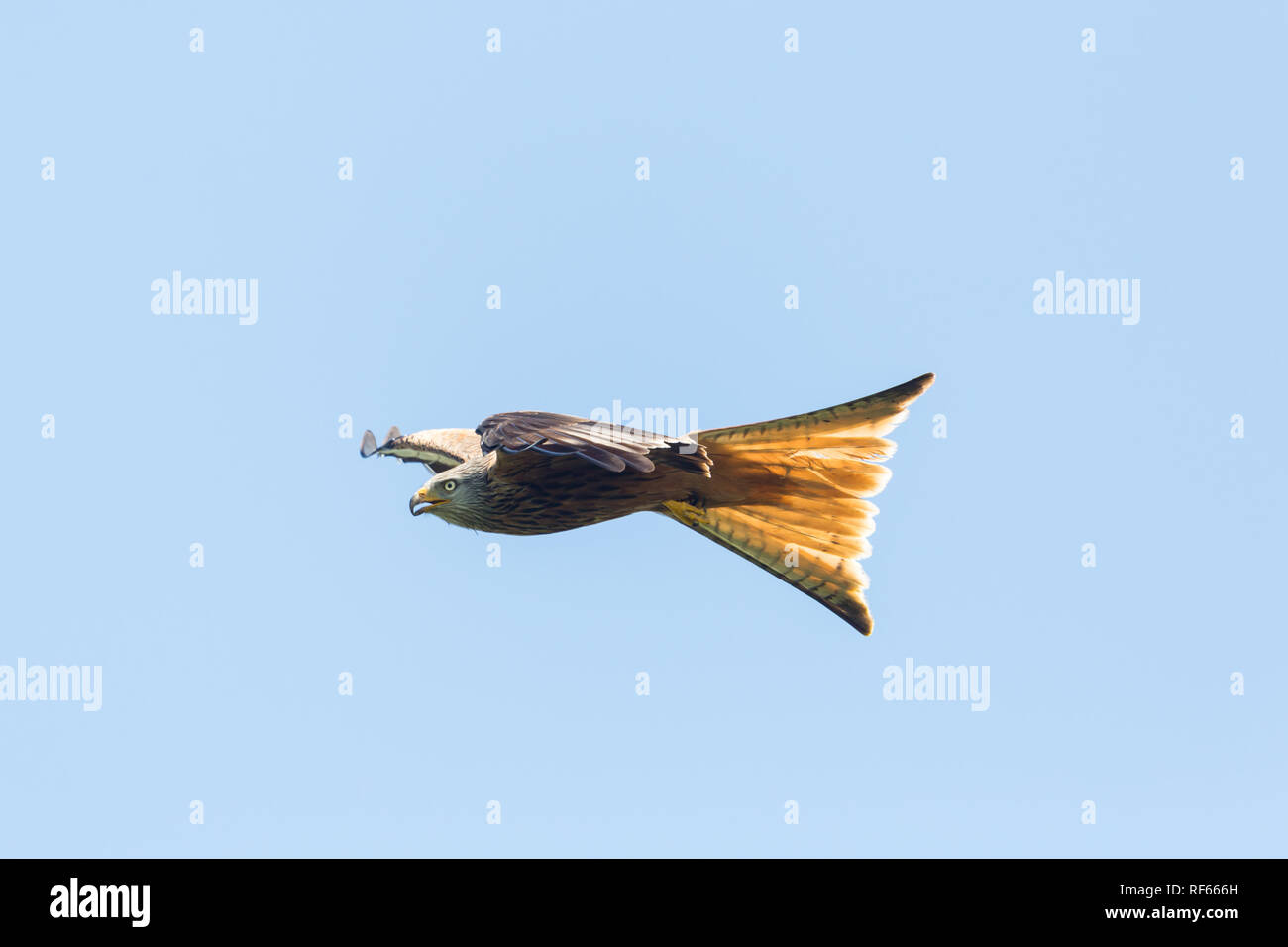 side view natural red kite bird in flight (milvus milvus), blue sky ...