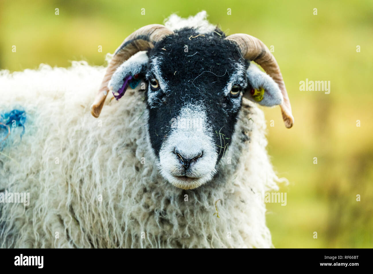 Swaledale Ewe, female sheep. Close up of head and shoulders of the ewe ...