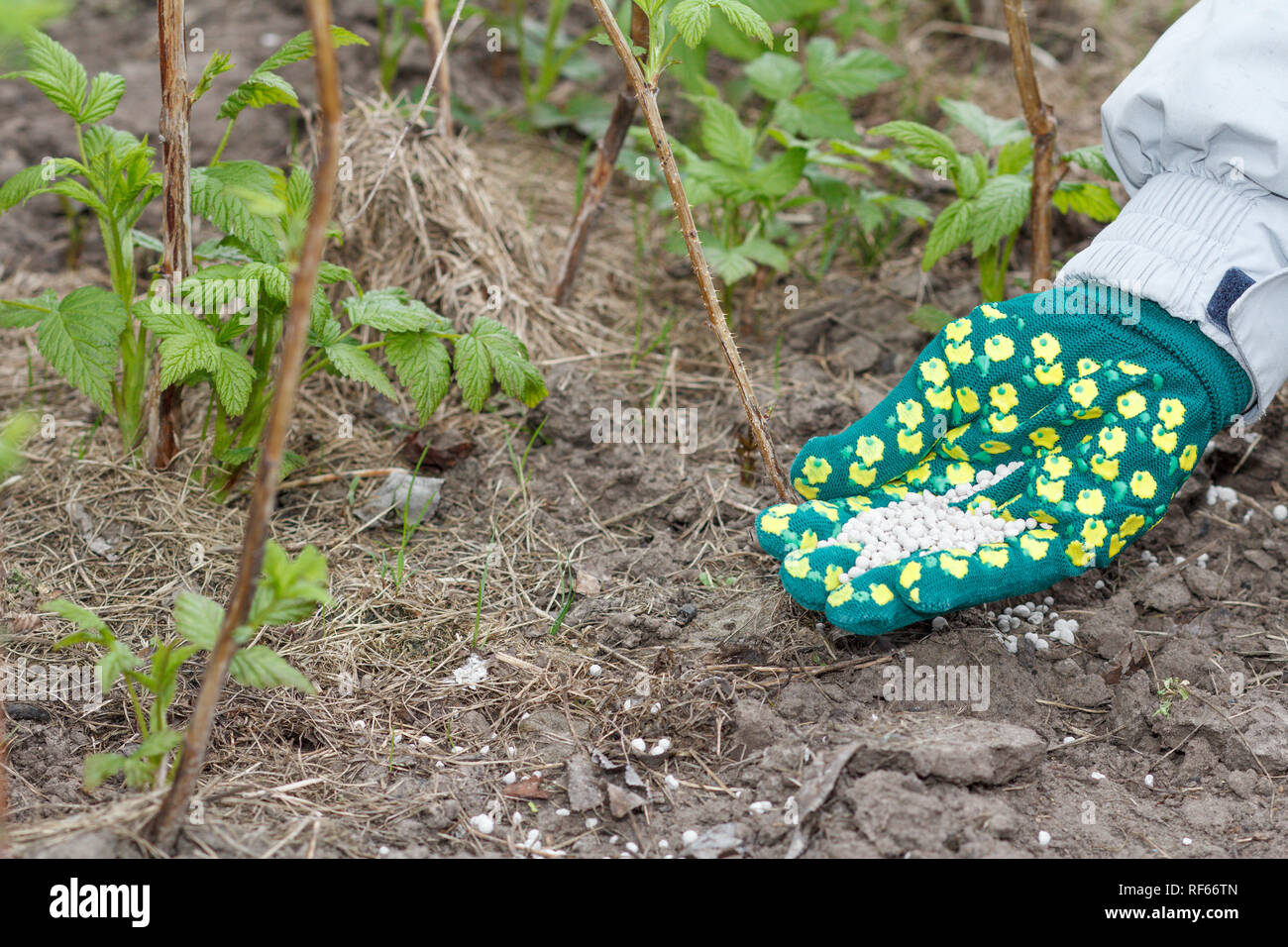 Farmer's hand dressed in a glove giving chemical fertilizer to soil ...