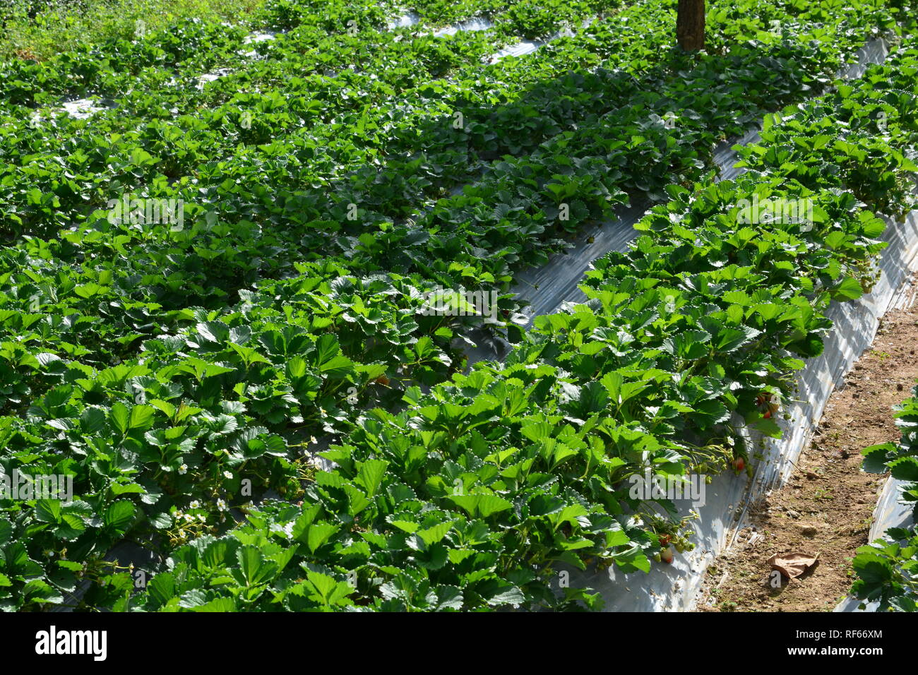 Japanese strawberry tree hi-res stock photography and images - Alamy