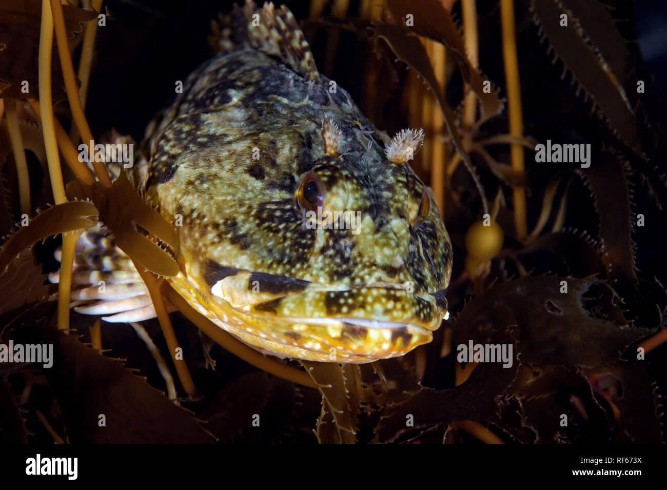 Cabezon fish hi-res stock photography and images - Alamy
