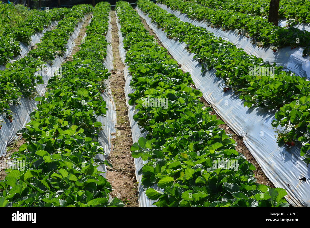 Japanese strawberry tree hi-res stock photography and images - Alamy