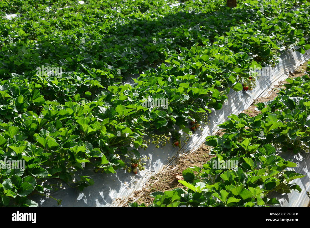 Japanese strawberry tree hi-res stock photography and images - Alamy
