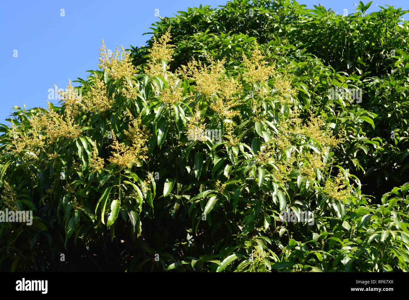 Mango Flowers on Mango tree Stock Photo - Alamy