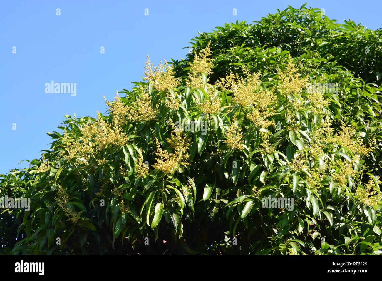 Mango Flowers on Mango tree Stock Photo - Alamy