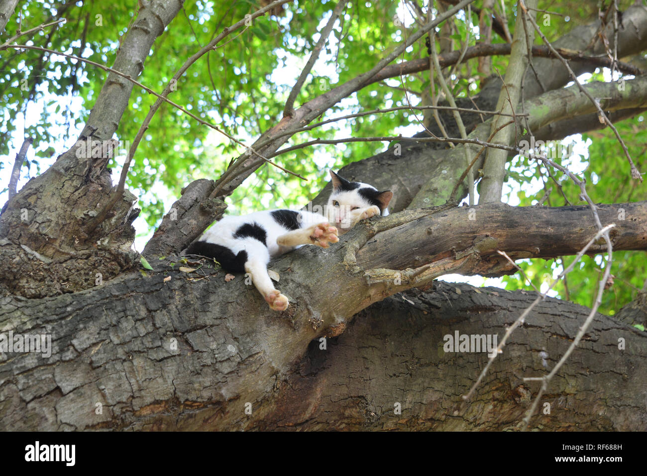 Cat sleeping on tree Stock Photo - Alamy