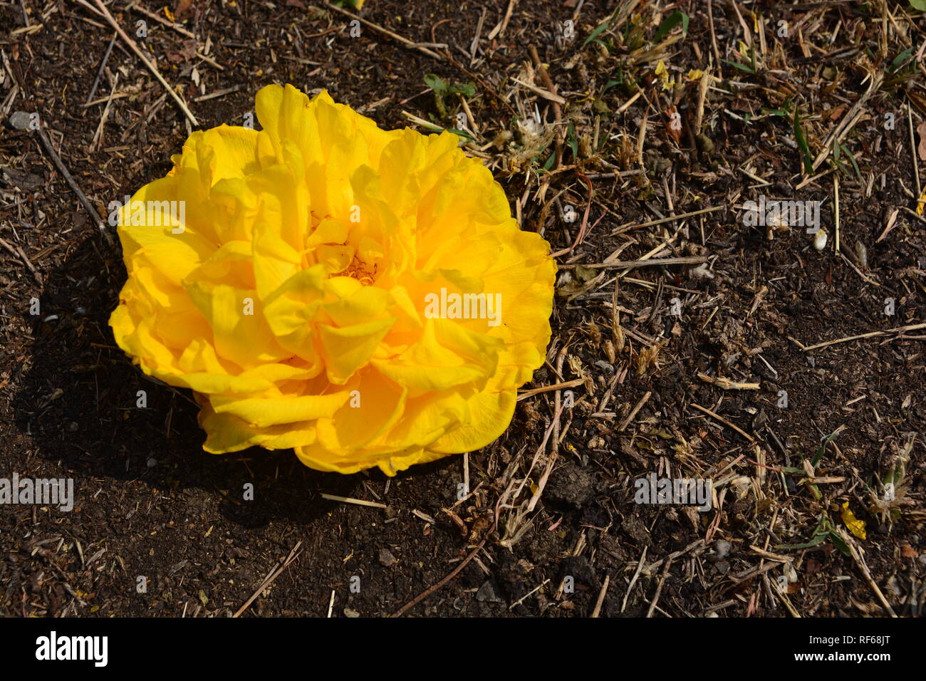 Cochlospermum regium tree hi-res stock photography and images - Alamy