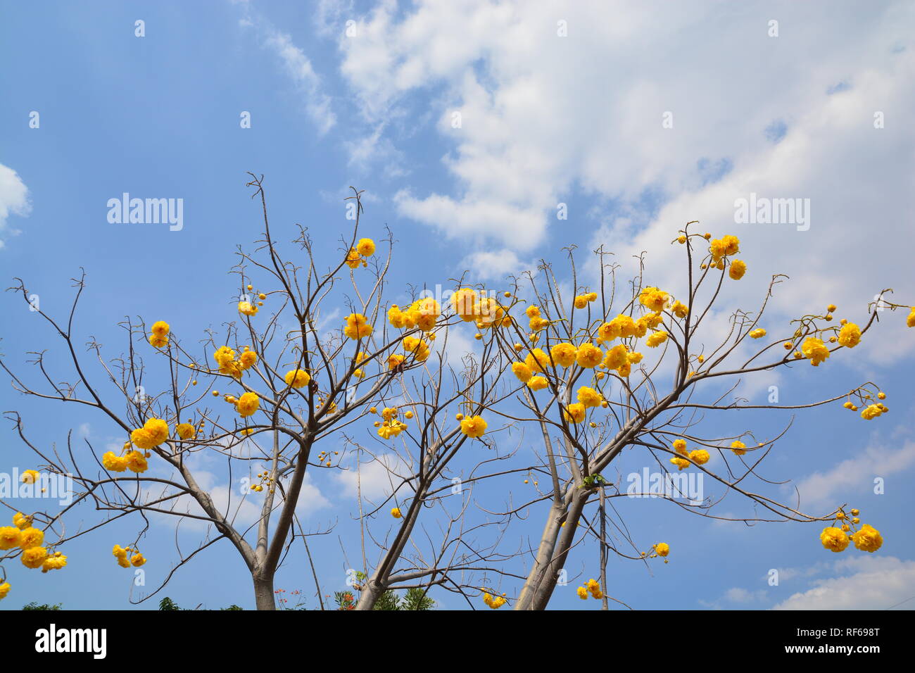 Cochlospermum regium tree hi-res stock photography and images - Alamy