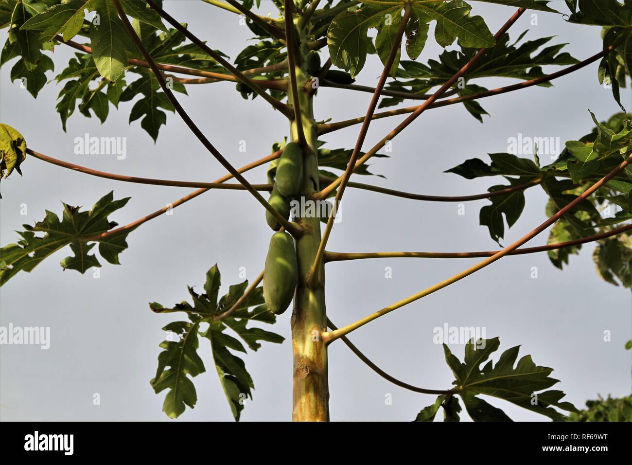 Papaya growing on a tree Stock Photo - Alamy