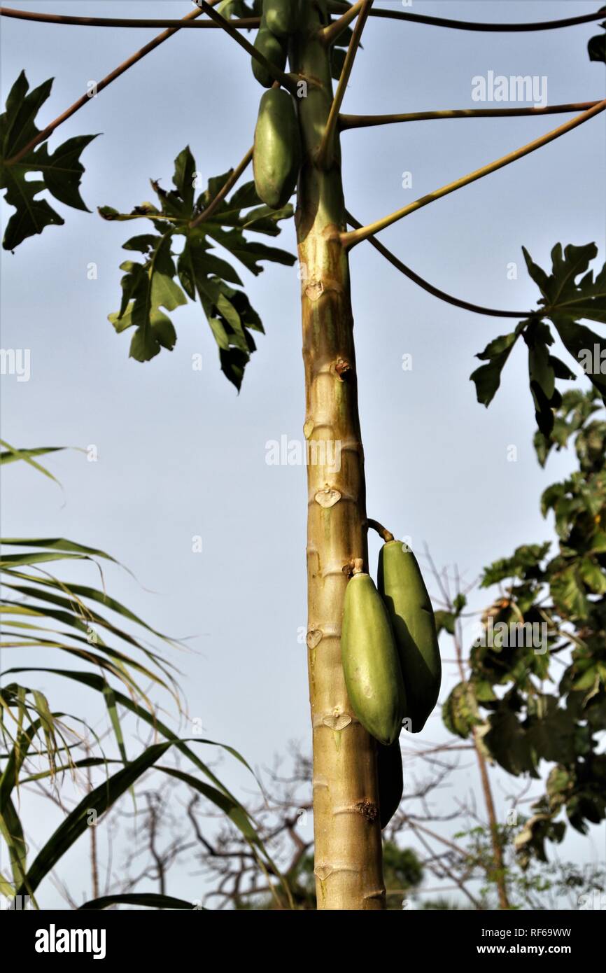 Florida food papaya hi-res stock photography and images - Alamy